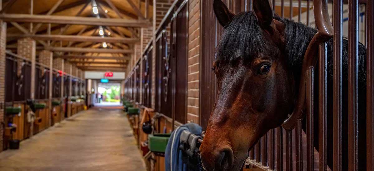 Controlling Flies in Stables and Barns - MRO Products